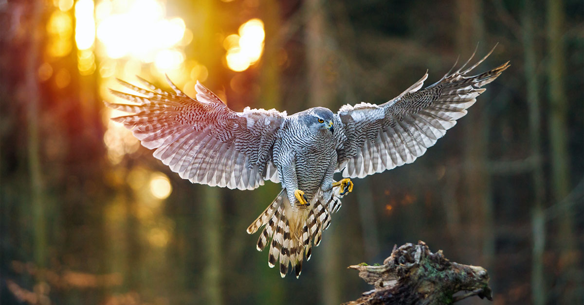 Daily OM – Hawk Medicine. – Soul Expression